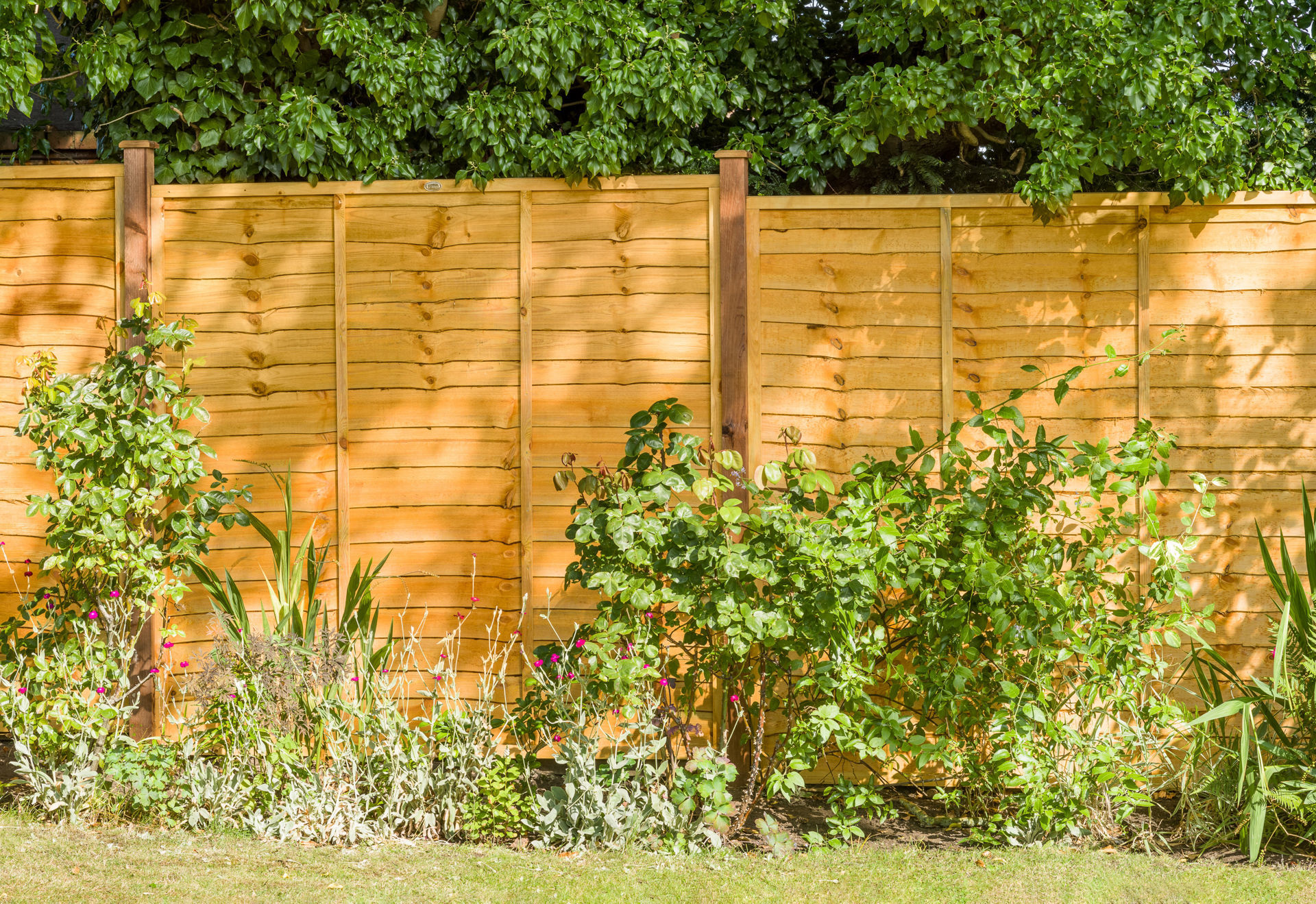 Grange Superior Lap Fence Panel 1.8m|Kellaway Building Supplies